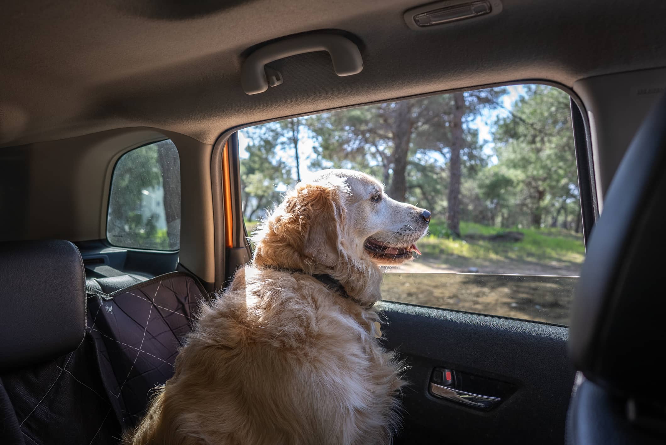 Safe and Comfortable Travel for a Senior Dog in a Compact Car – Whisker ...